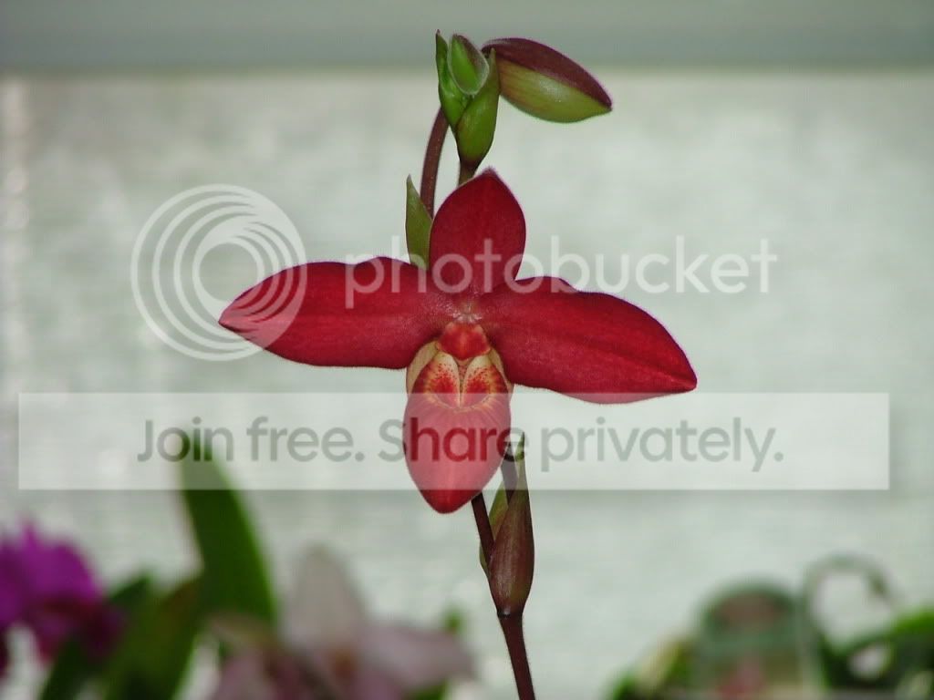 Phrag. Jason Fischer | Slippertalk Orchid Forum