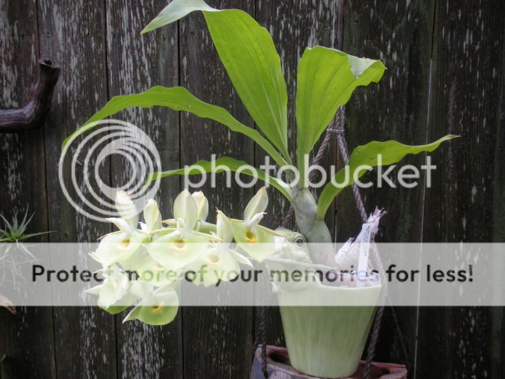 Catasetum Orchidglade | Slippertalk Orchid Forum