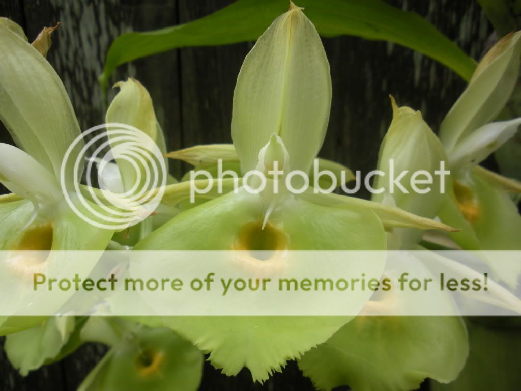 Catasetum Orchidglade | Slippertalk Orchid Forum