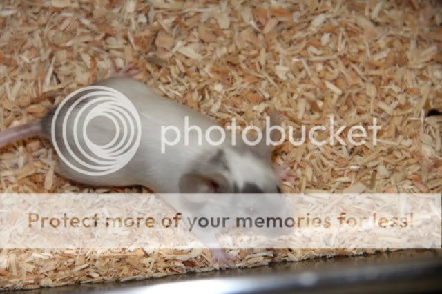 Blue tricolor and red splash | Pet Mice Forum